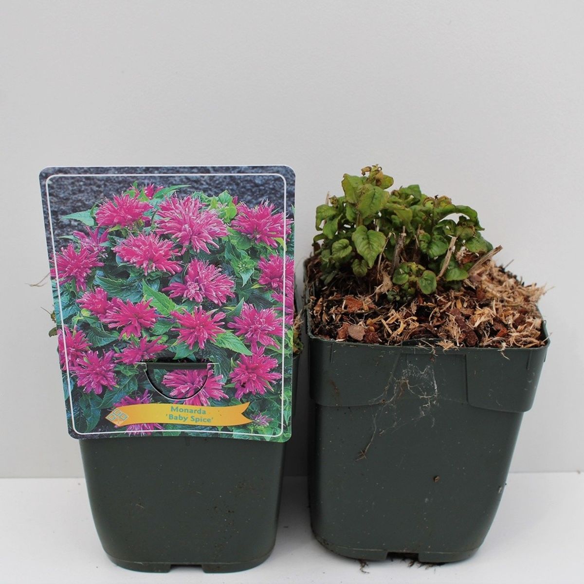 Monarda 'Baby Spice' — Plant Wholesale FlorAccess