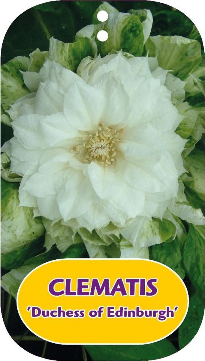 Clematis 'Duchess of Edinburgh' (EL) — Plant Wholesale FlorAccess