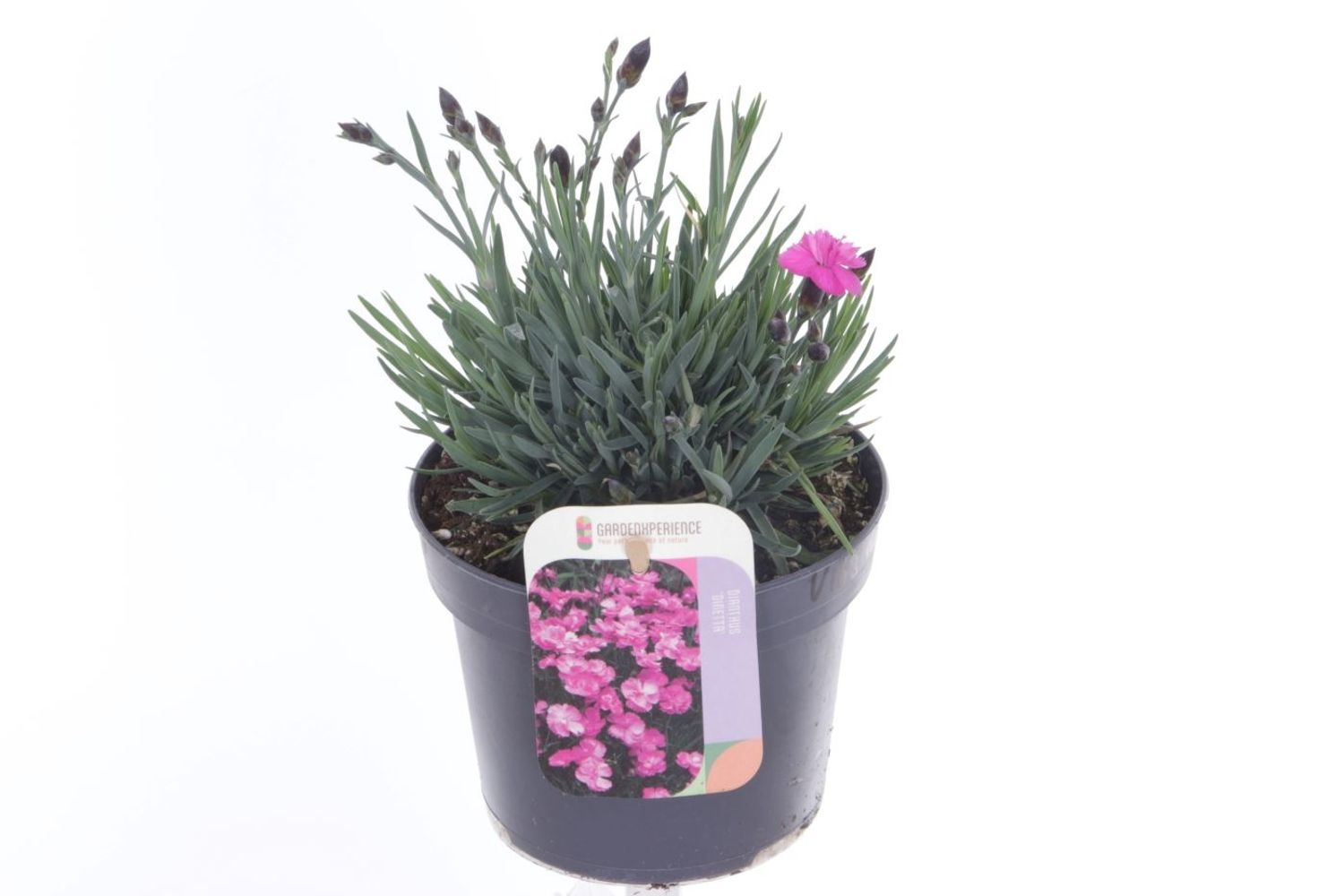 Dianthus gratianopolitanus 'Dinetta' — Plant Wholesale FlorAccess