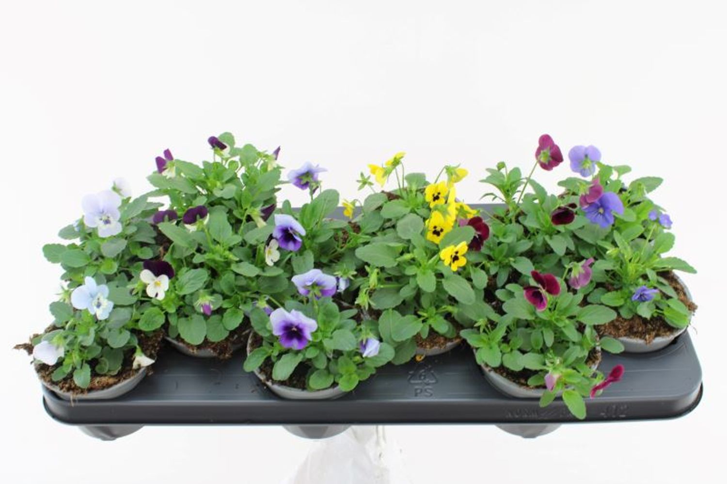 Viola CORNUTA MIX — Plant Wholesale FlorAccess