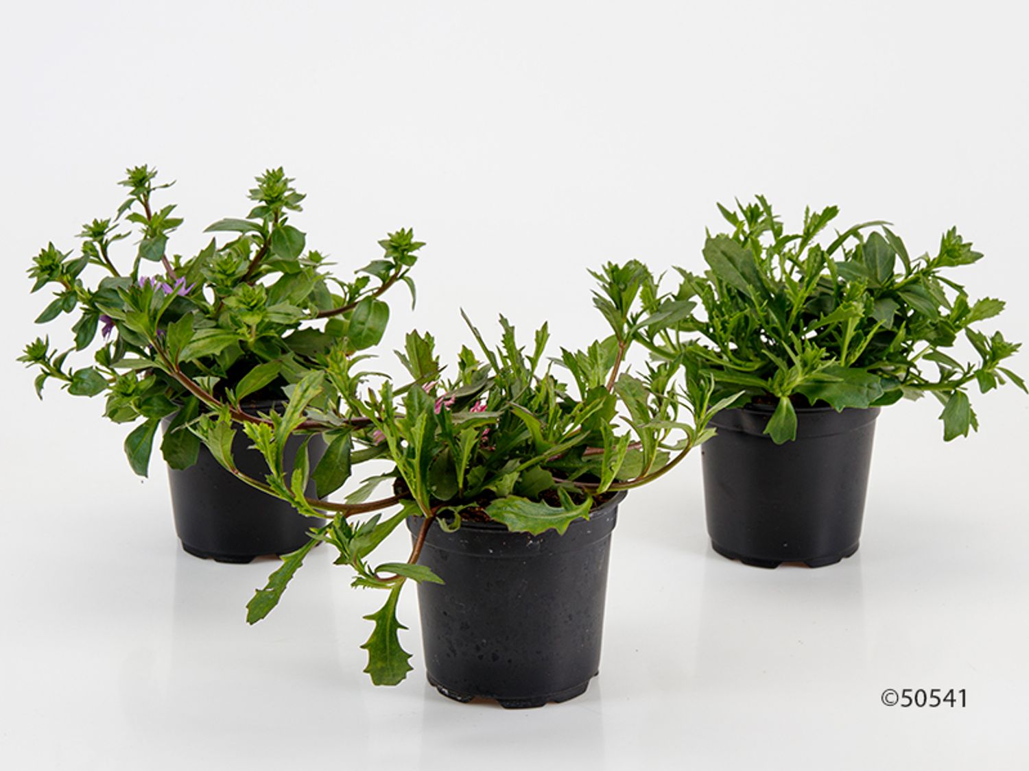 Scaevola aemula MIX — Plant Wholesale FlorAccess
