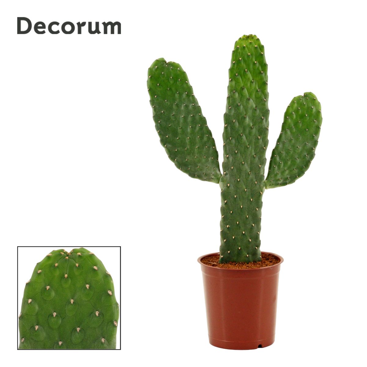 Consolea rubescens — Plant Wholesale FlorAccess