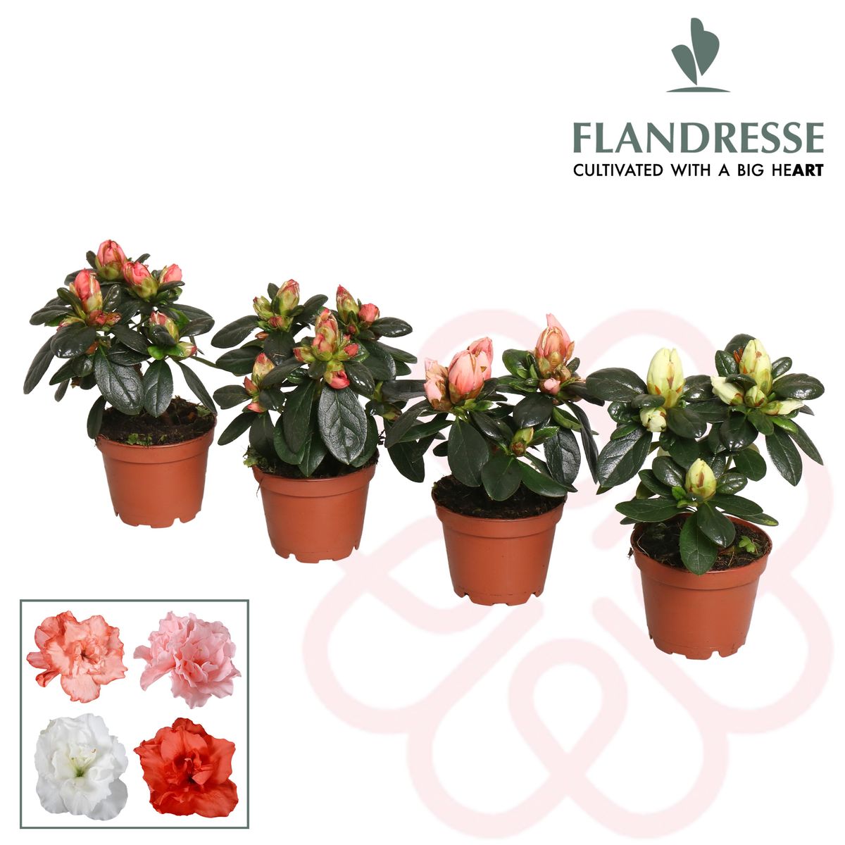 Rhododendron AZALEA MIX — Plant Wholesale FlorAccess