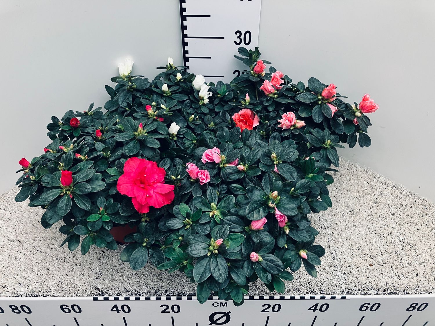 Rhododendron AZALEA MIX — Plant Wholesale FlorAccess