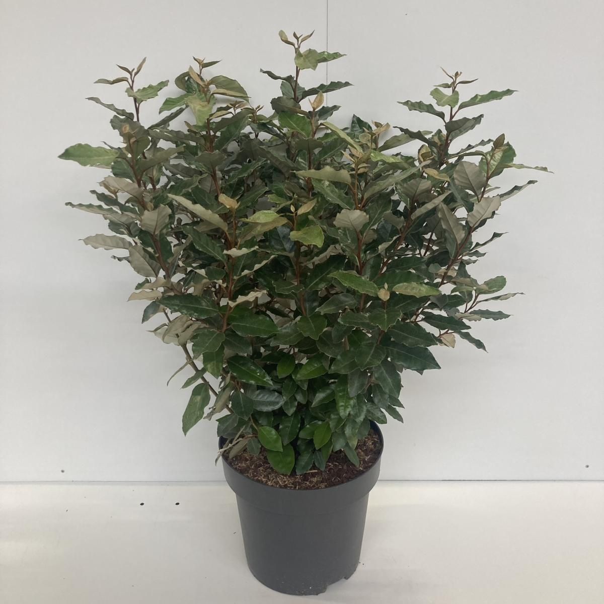 Elaeagnus x ebbingei 'Compacta' — Plant Wholesale FlorAccess