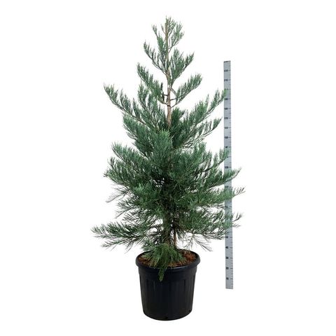 Sequoiadendron giganteum 'Powdered Blue' — Plant Wholesale FlorAccess