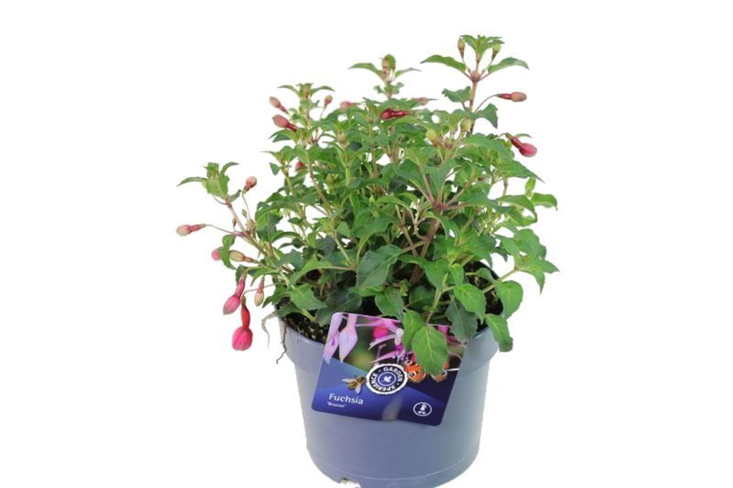 Fuchsia 'Beacon' — Plant Wholesale FlorAccess