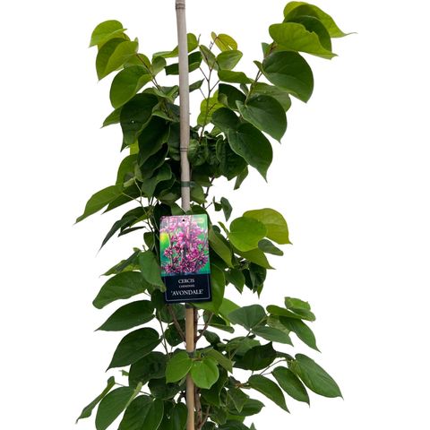 Cercis chinensis 'Avondale' — Plant Wholesale FlorAccess