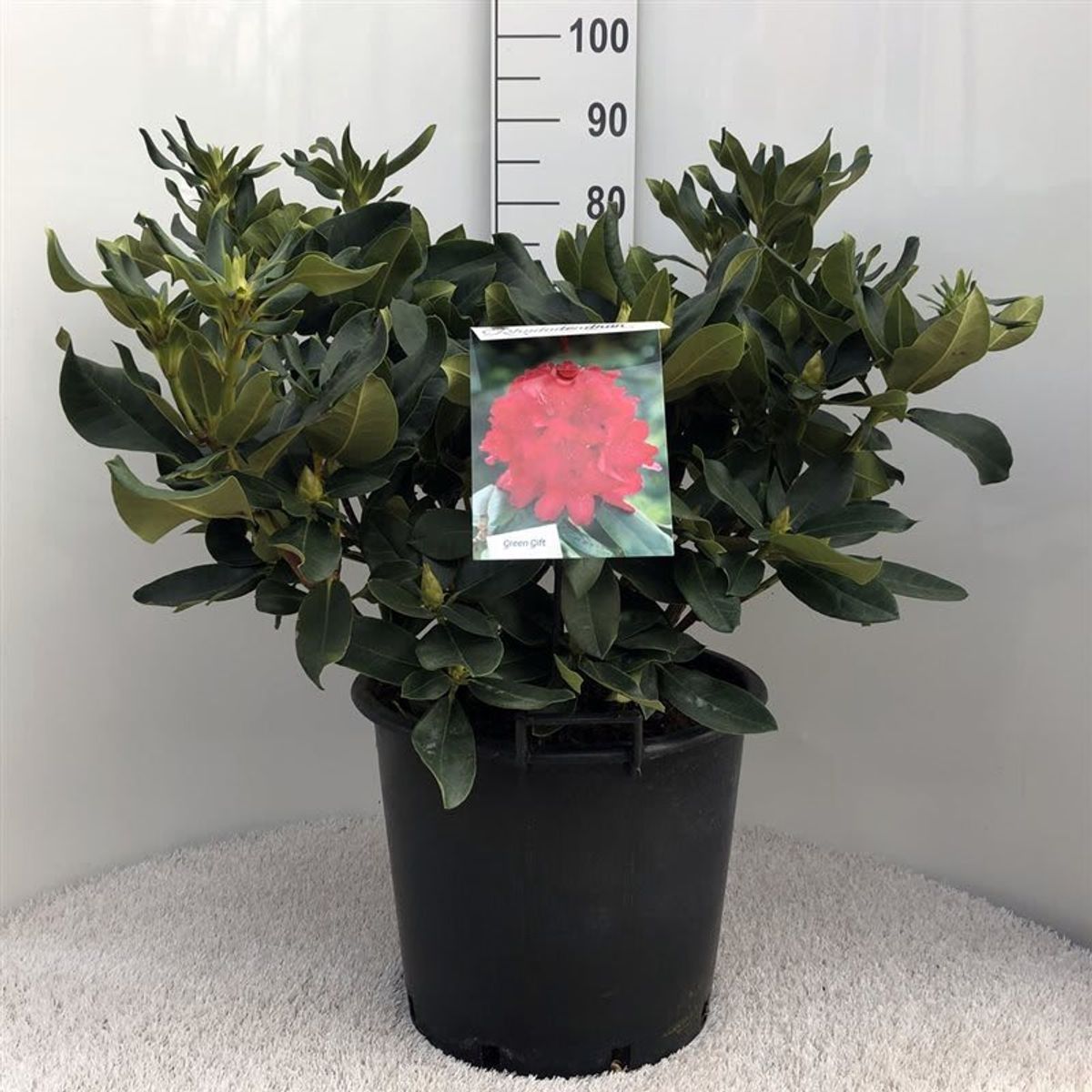 Rhododendron 'Markeeta's Prize' — Plant Wholesale FlorAccess