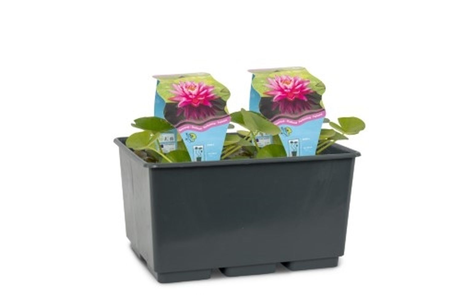 Nymphaea 'Perry's Magnificent' — Plant Wholesale FlorAccess