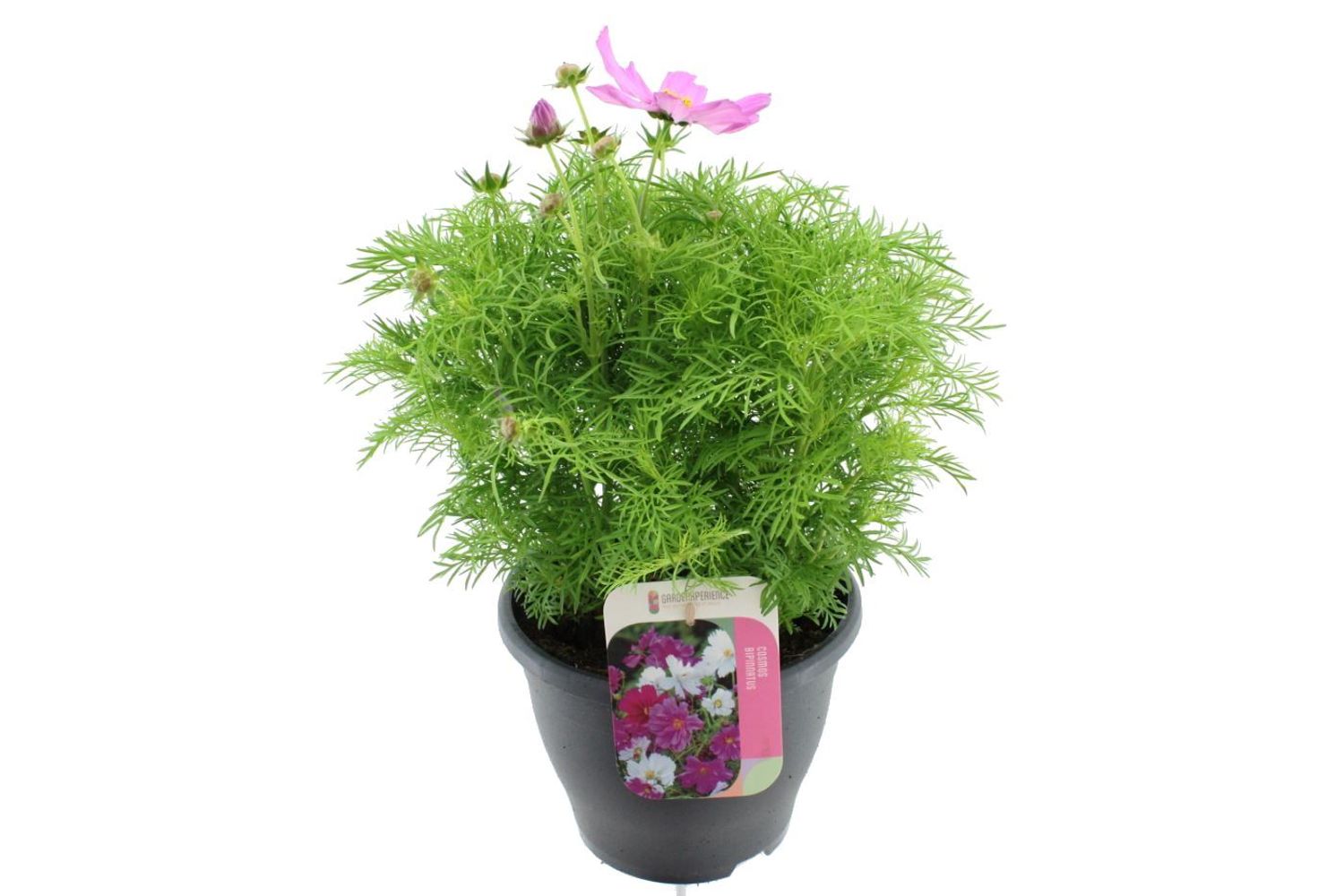 Cosmos bipinnatus 'Casanova Pink' — Plant Wholesale FlorAccess