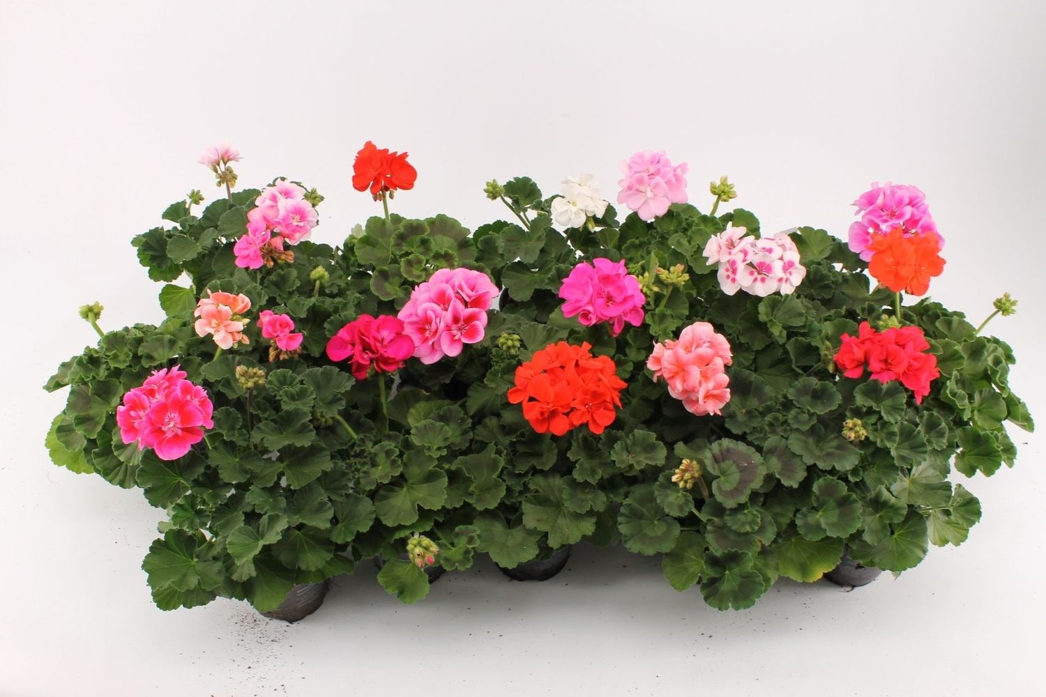 Pelargonium ZONALE MIX — Plant Wholesale FlorAccess