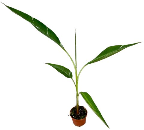 Musa 'Florida Variegata' — Plant Wholesale FlorAccess