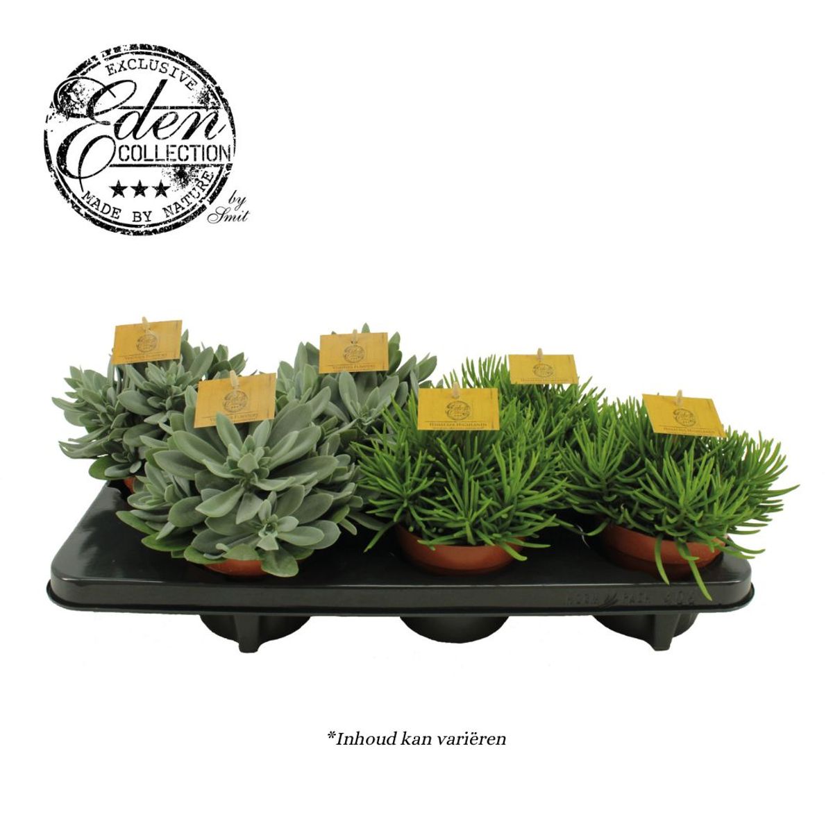 Senecio MIX — Plant Wholesale FlorAccess