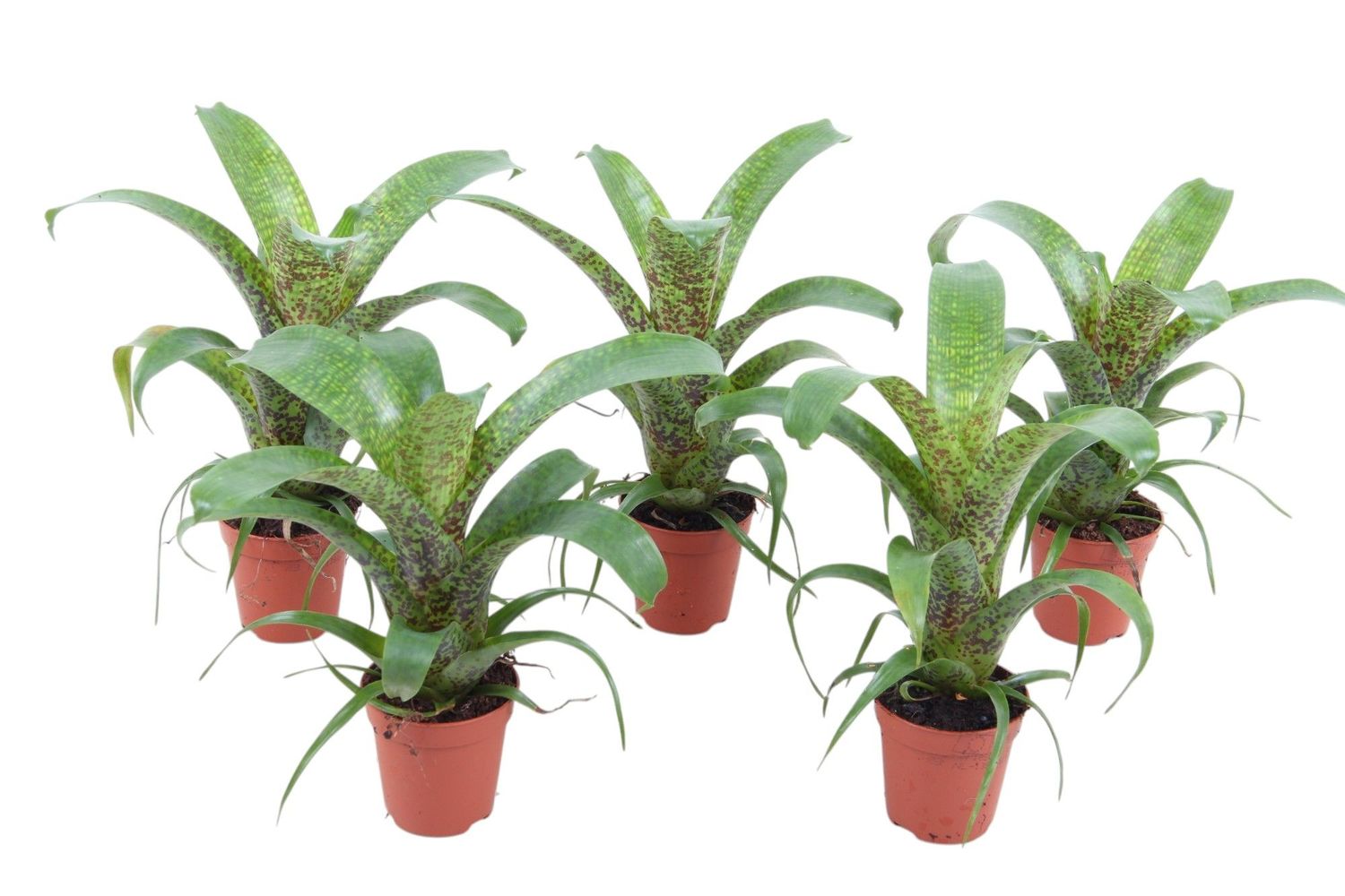 Vriesea fenestralis — Plant Wholesale FlorAccess
