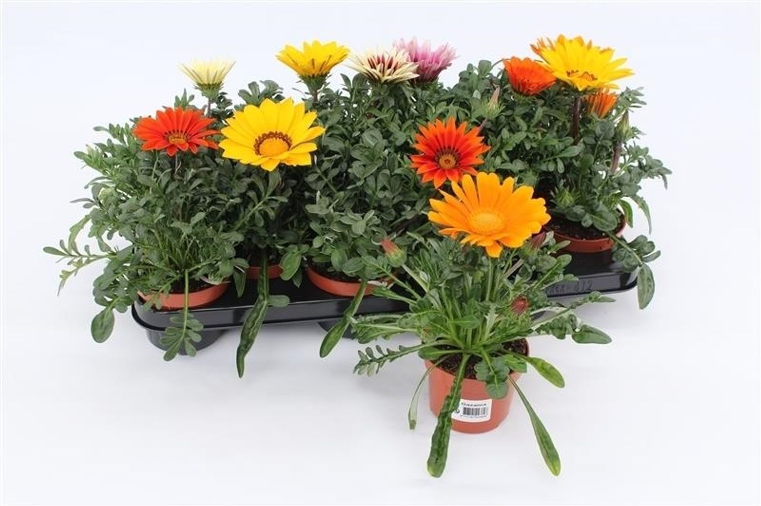Gazania MIX — Plant Wholesale FlorAccess