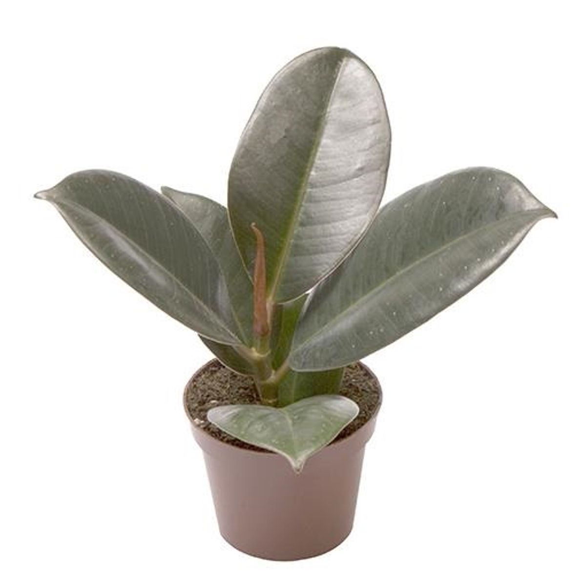 Ficus elastica 'Robusta' — Plant Wholesale FlorAccess