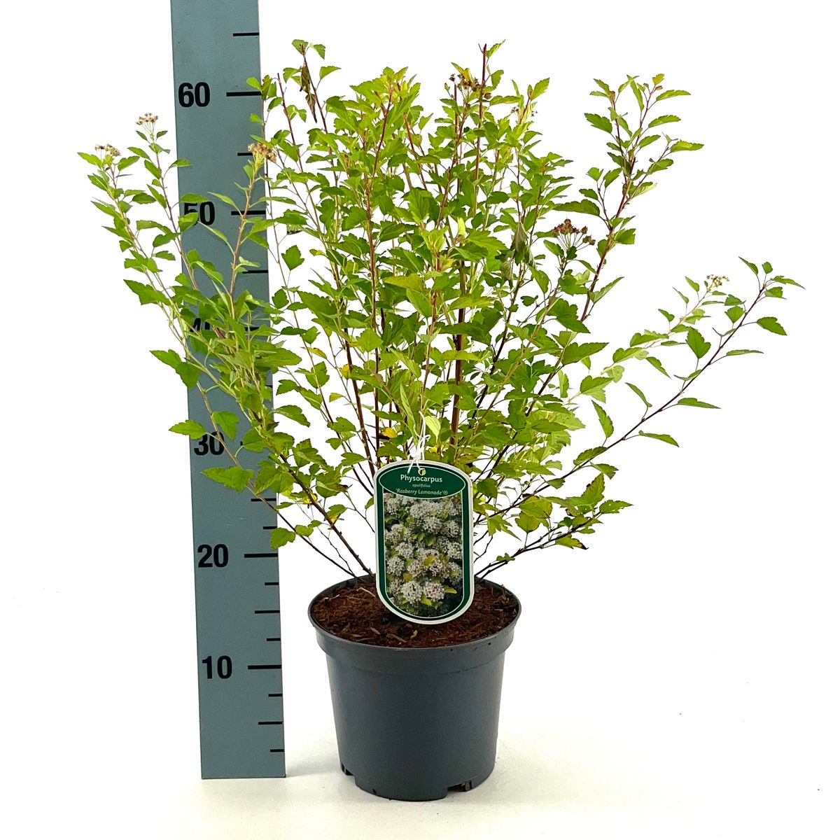 Physocarpus opulifolius RASPBERRY LEMONADE — Рослини оптом FlorAccess