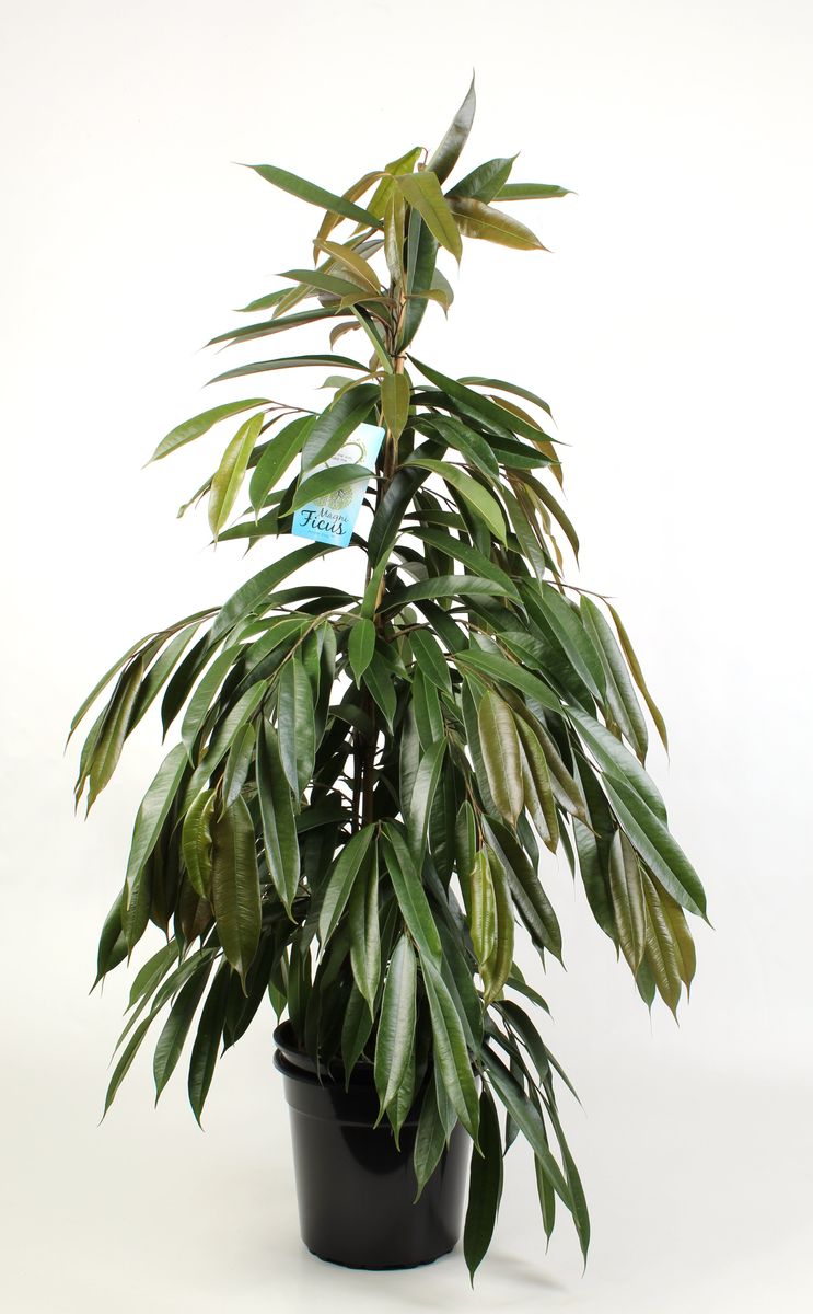 Ficus binnendijkii 'Amstel King' — Plant Wholesale FlorAccess