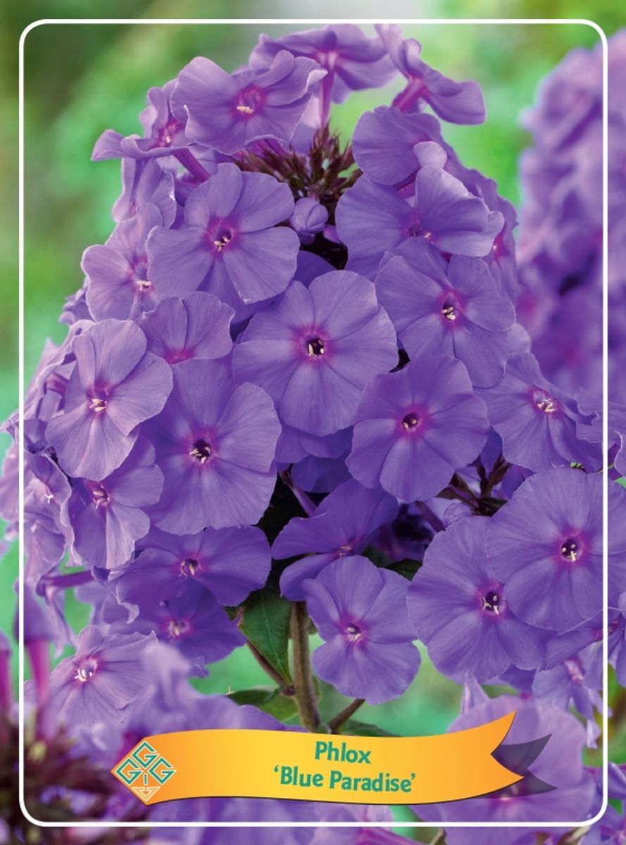 Phlox 'Blue Paradise' — Plant Wholesale FlorAccess