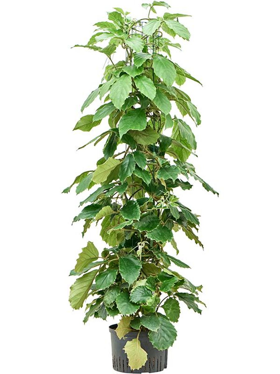 Tetrastigma voinierianum — Plant Wholesale FlorAccess