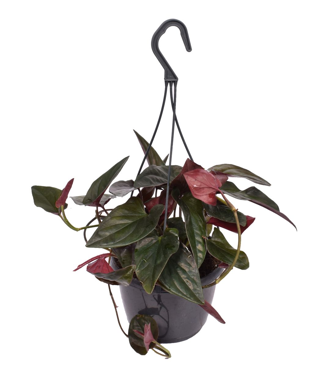 Syngonium erythrophyllum 'Red Arrow' — Plant Wholesale FlorAccess