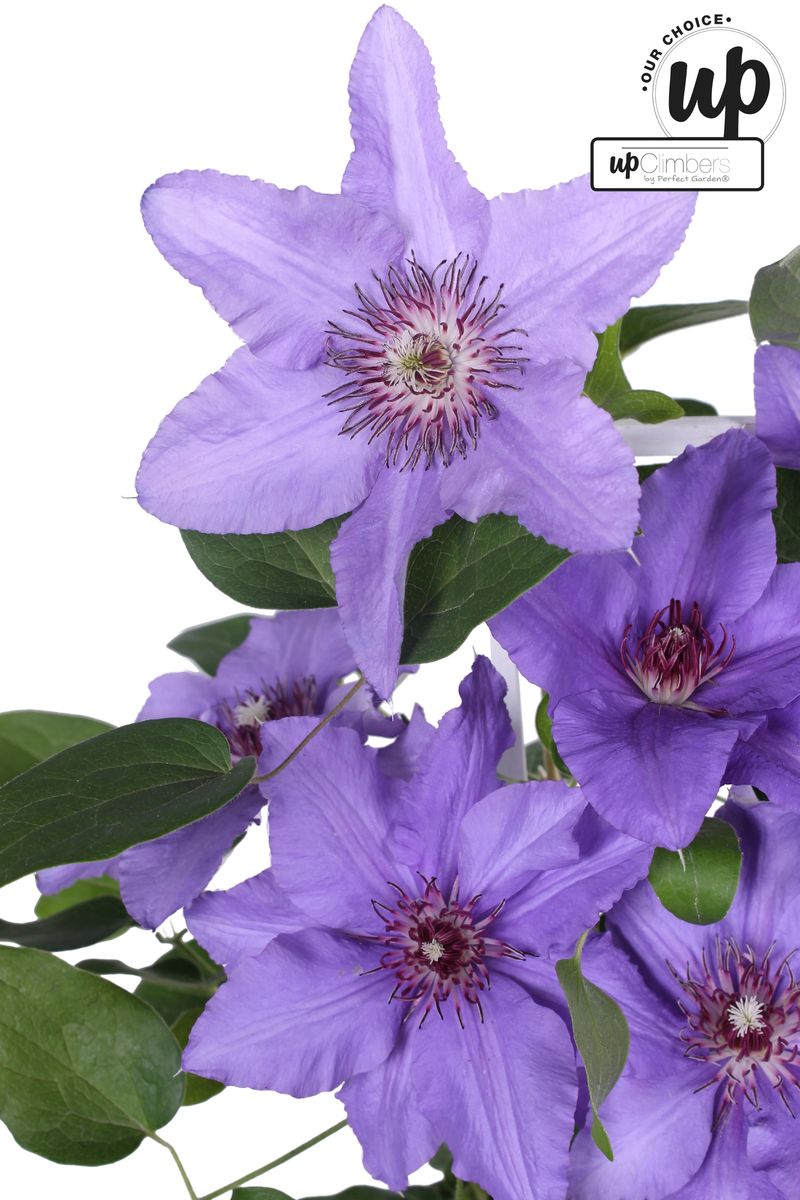 Clematis PARISIENNE BOULEVARD — Plant Wholesale FlorAccess