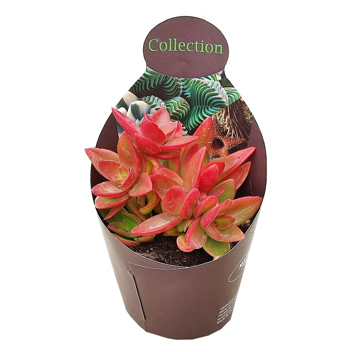 Crassula capitella 'Campfire' — Plant Wholesale FlorAccess
