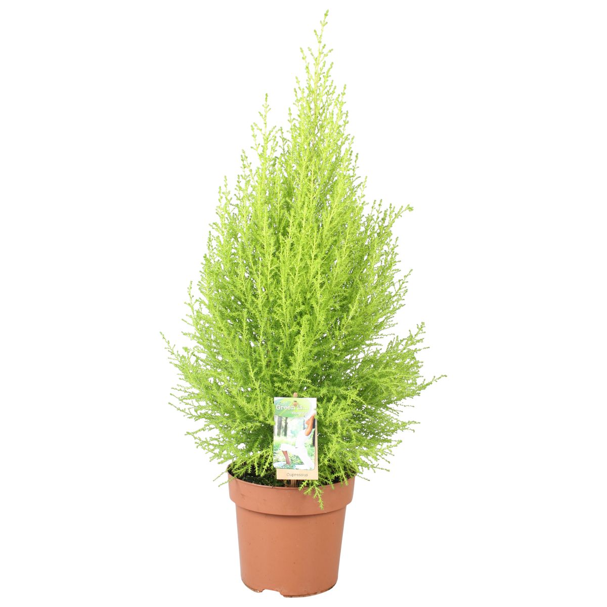 Cupressus macrocarpa 'Goldcrest Wilma' — Plant Wholesale FlorAccess