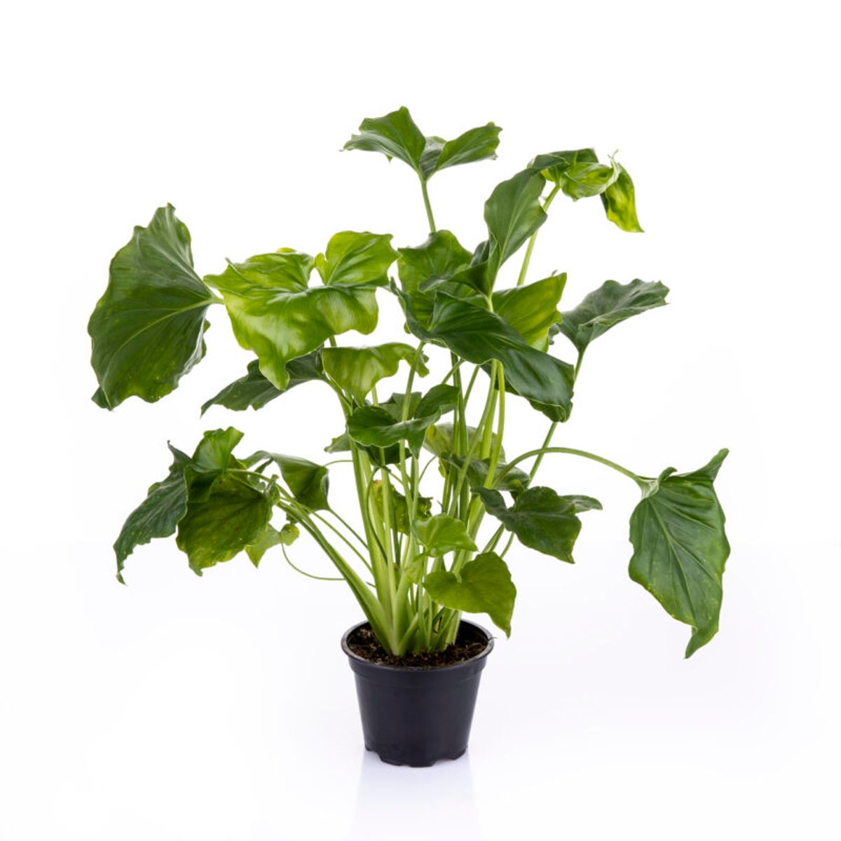 Philodendron pinnatifidum — Plant Wholesale FlorAccess