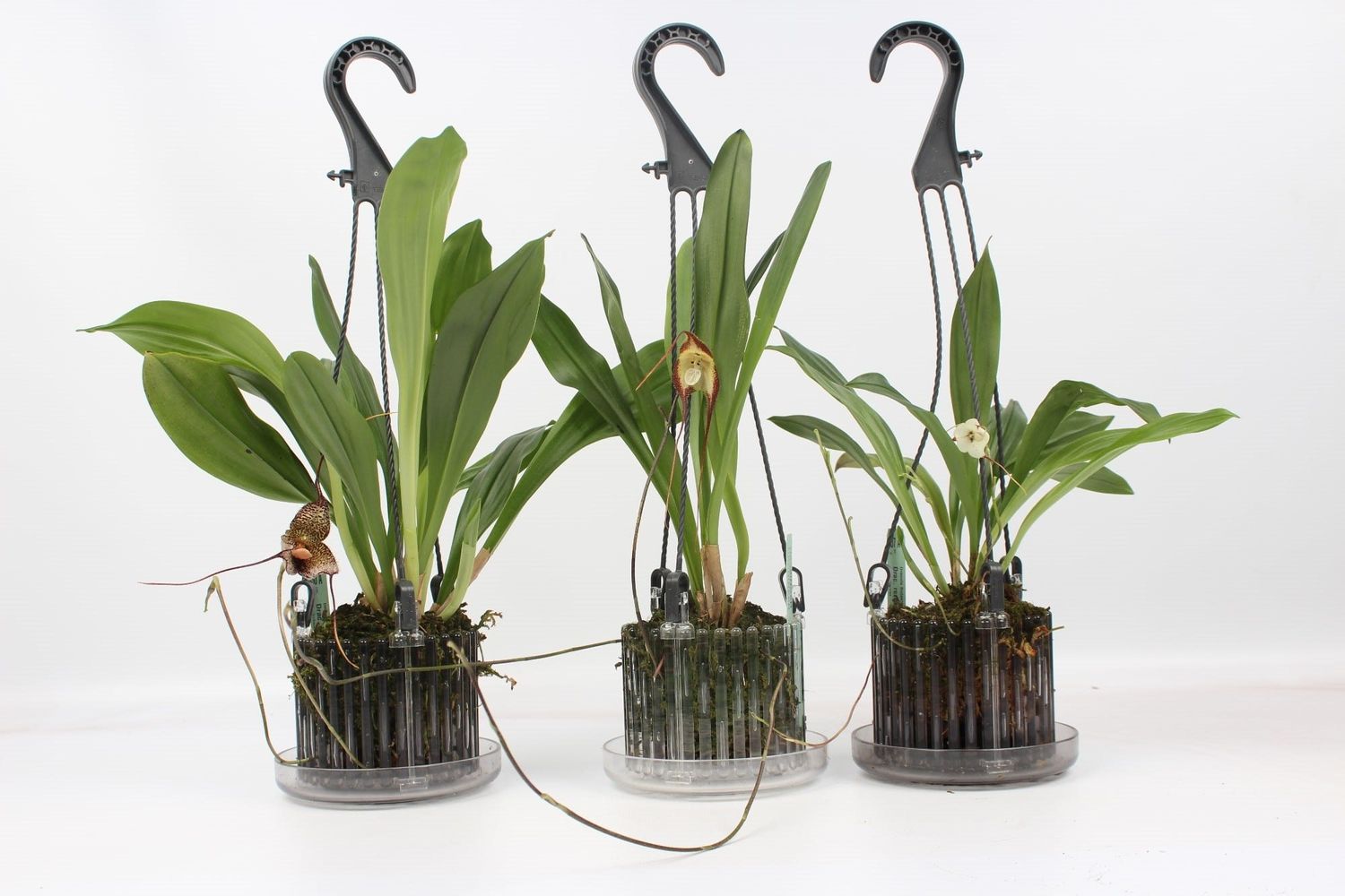 Dracula MIX — Plant Wholesale FlorAccess