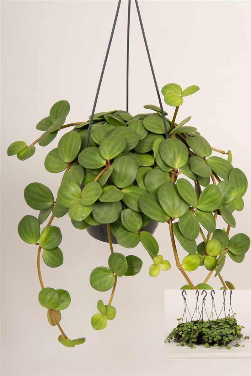 Peperomia tetraphylla 'Hope' — Plant Wholesale FlorAccess