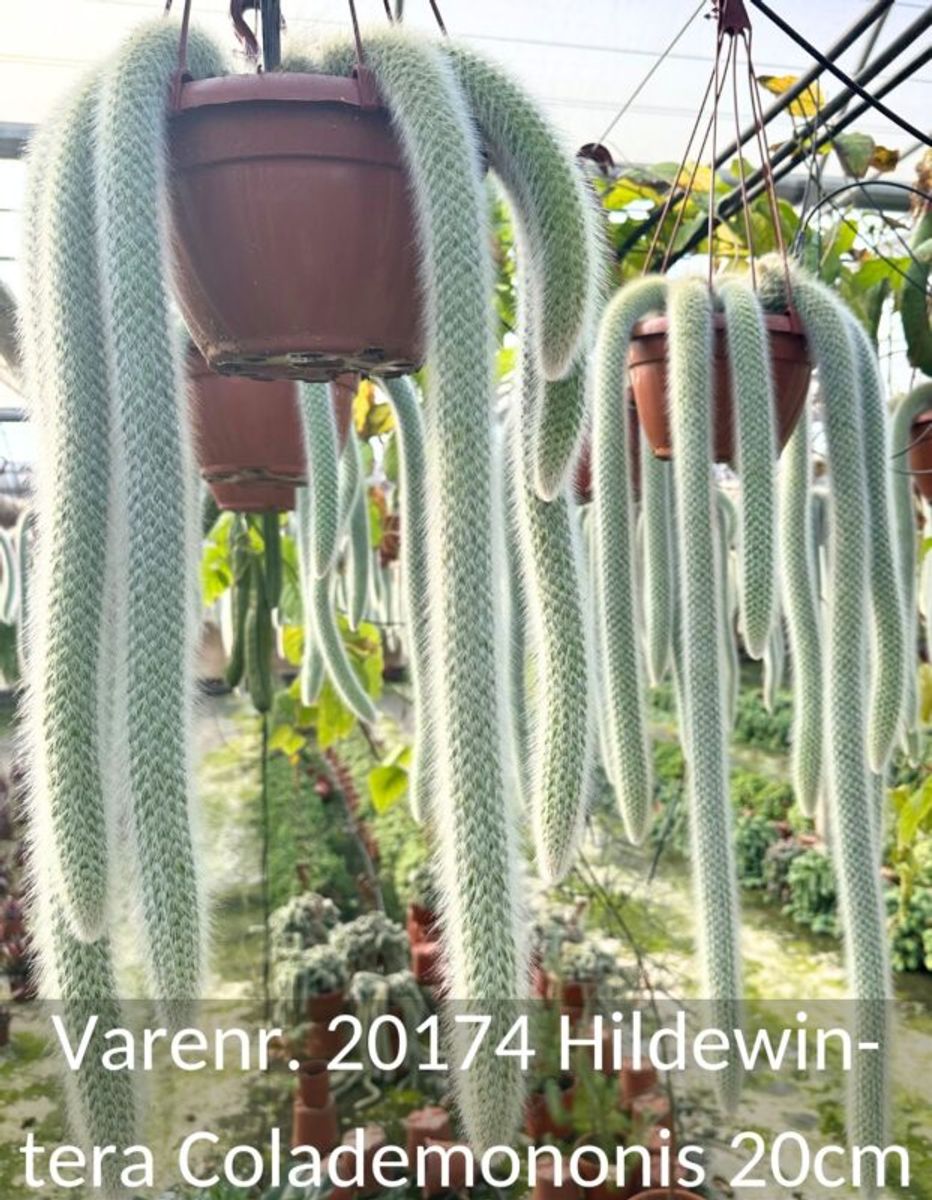 Hildewintera colademononis — Plant Wholesale FlorAccess