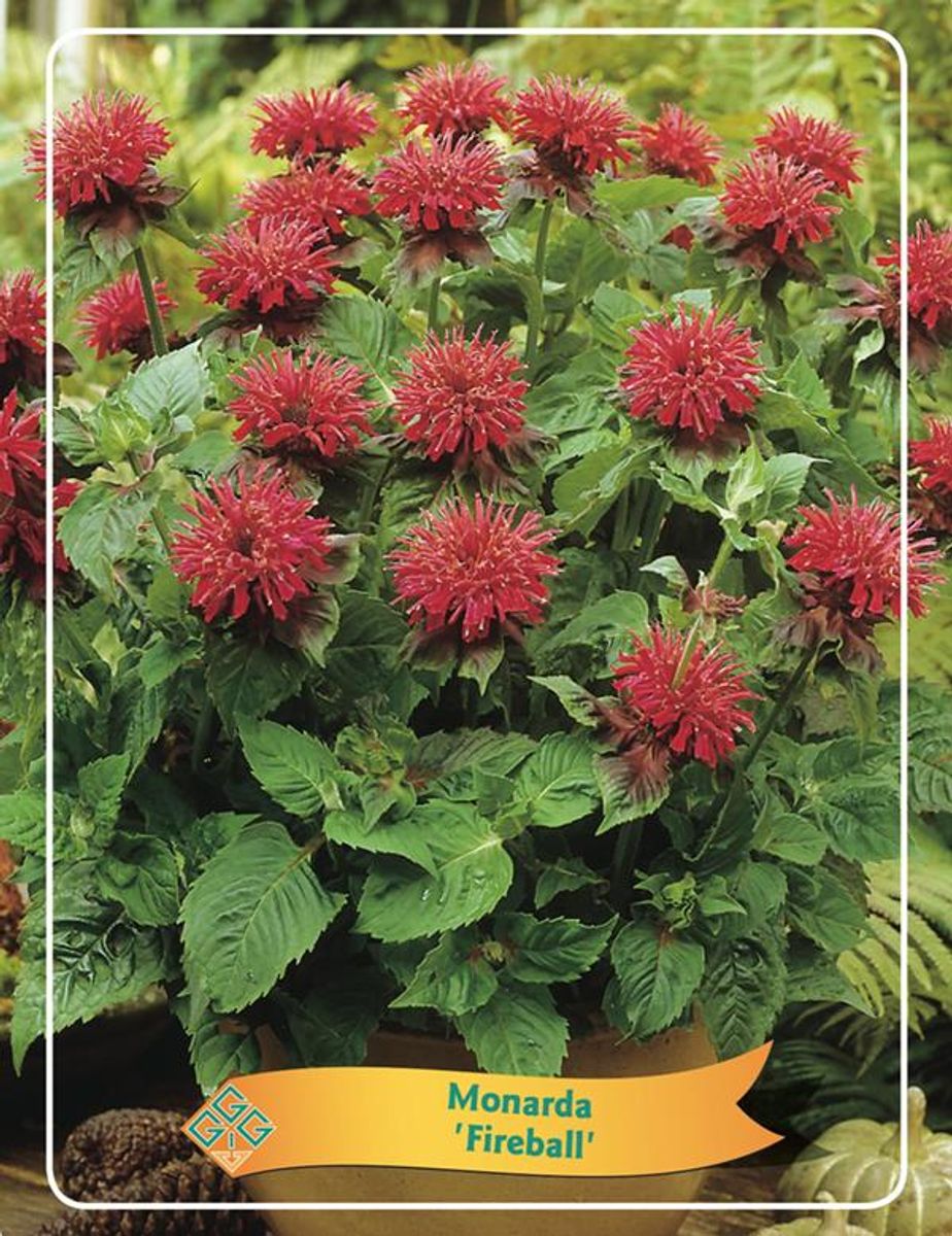 Monarda 'Fireball' — Plant Wholesale FlorAccess