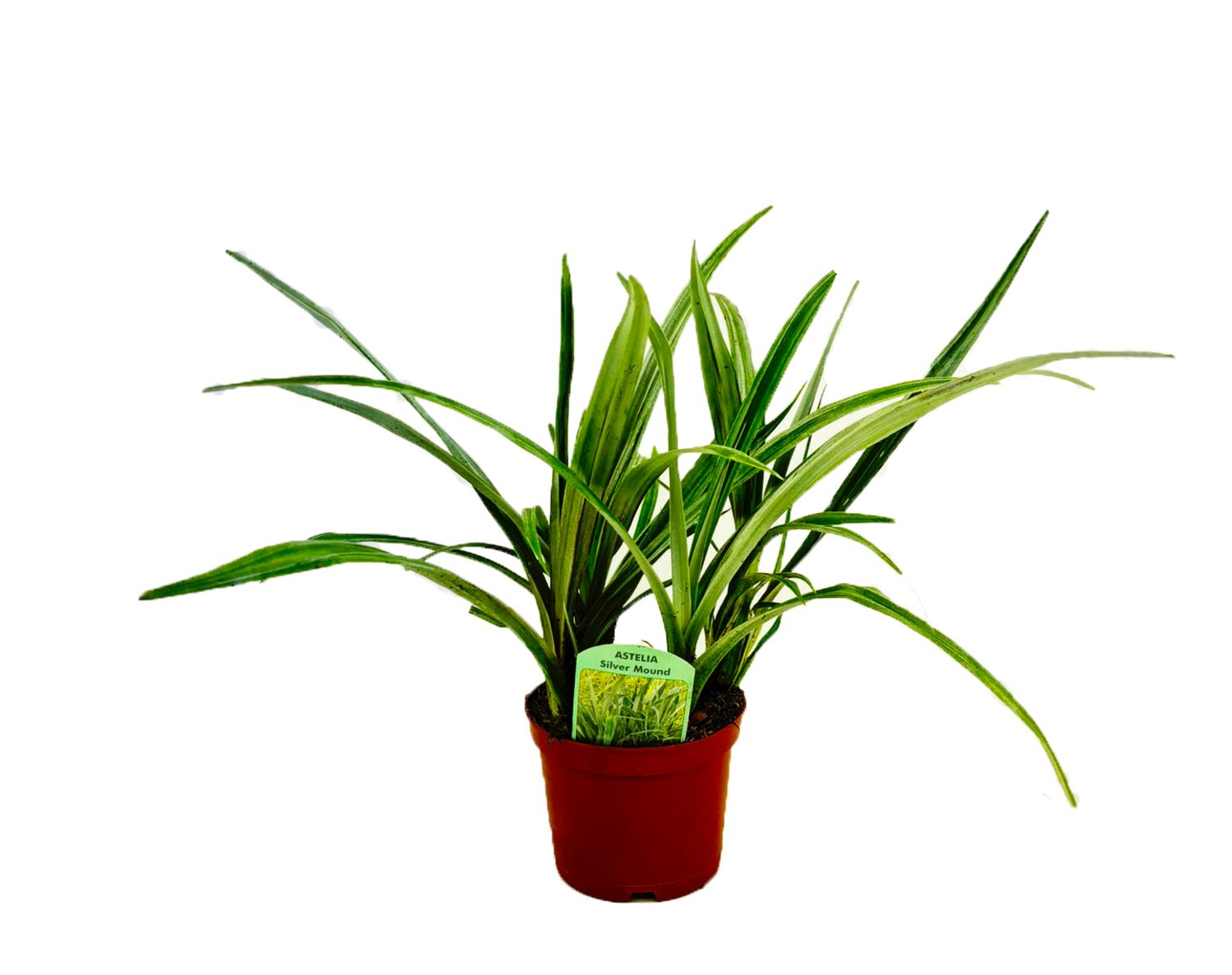 Astelia chathamica 'Silver Spear' — Plant Wholesale FlorAccess