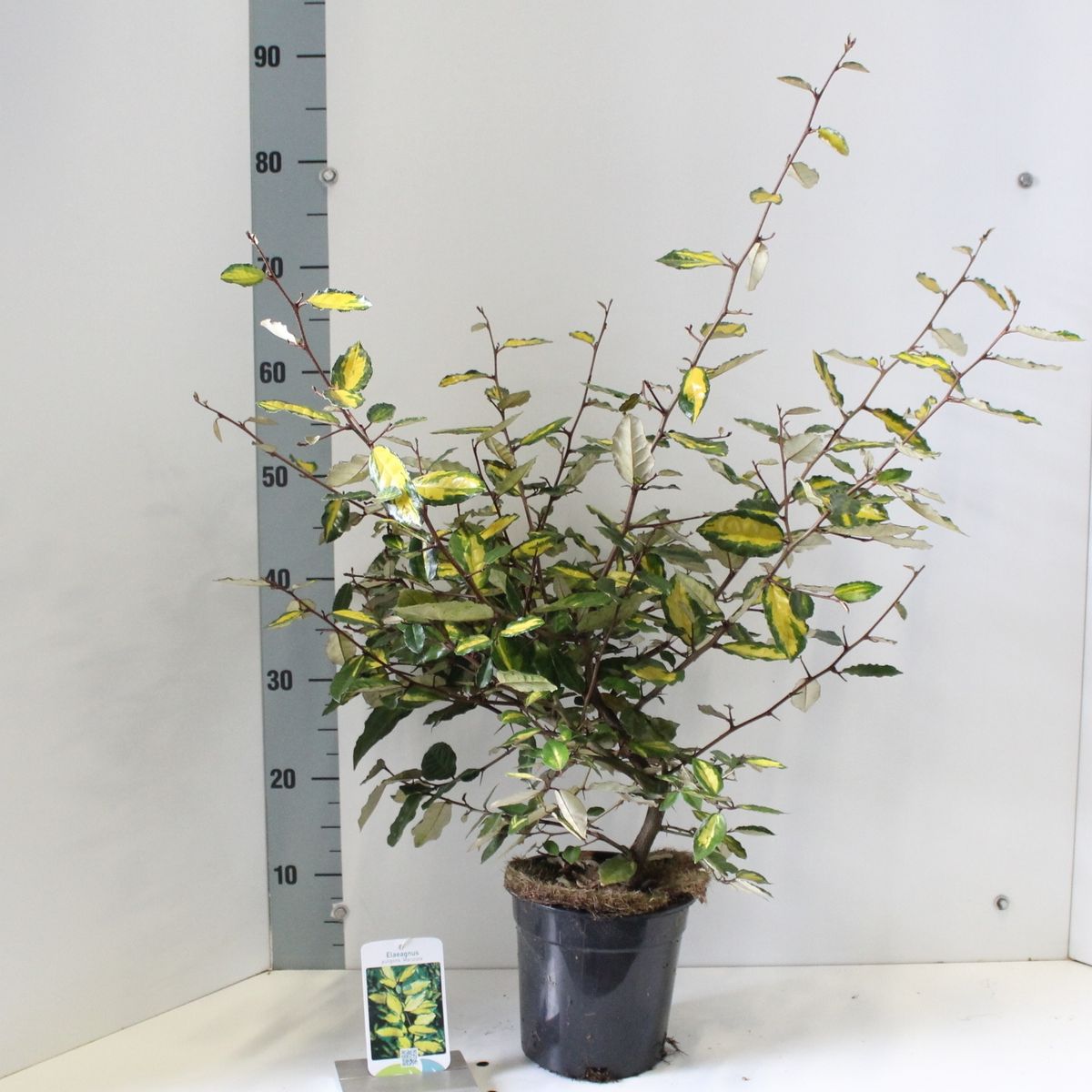 Elaeagnus pungens 'Maculata' — Plant Wholesale FlorAccess
