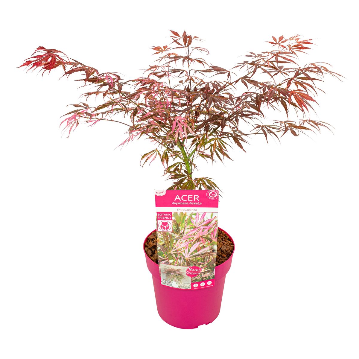 Acer palmatum 'Extravaganza' — Plant Wholesale FlorAccess