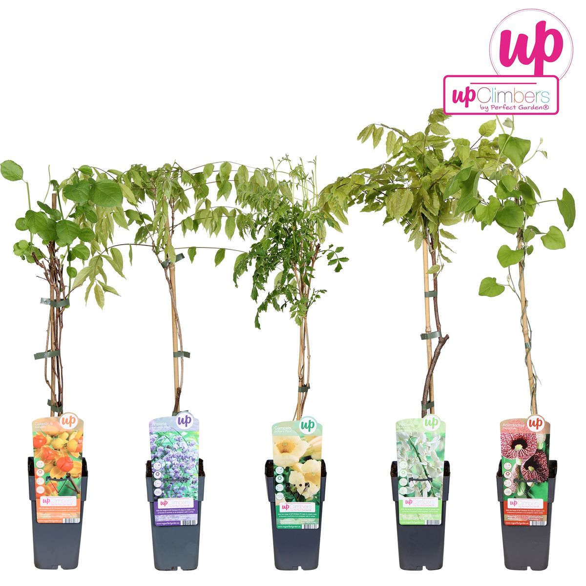 Climbers MIX — Plant Wholesale FlorAccess