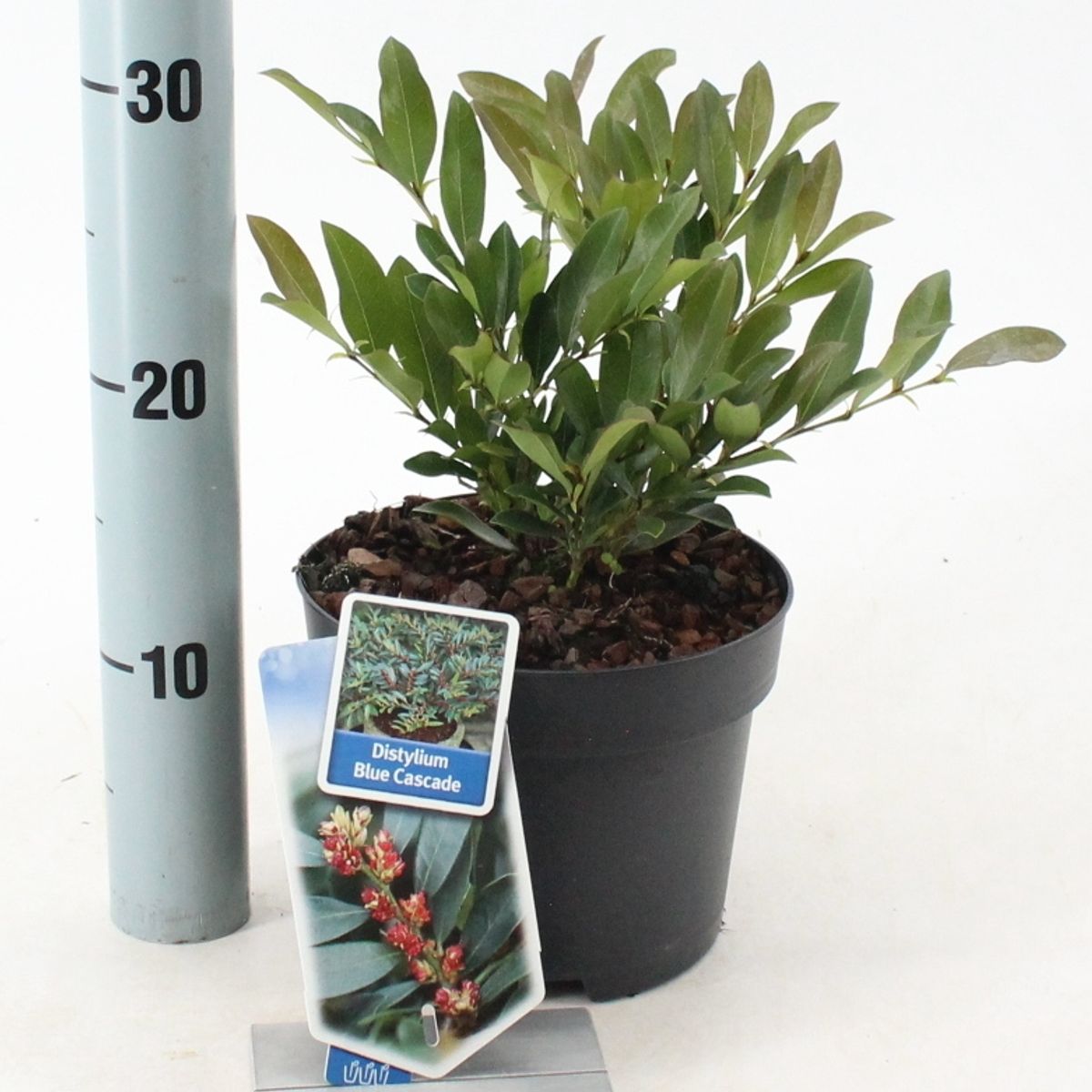 Distylium BLUE CASCADE — Plant Wholesale FlorAccess