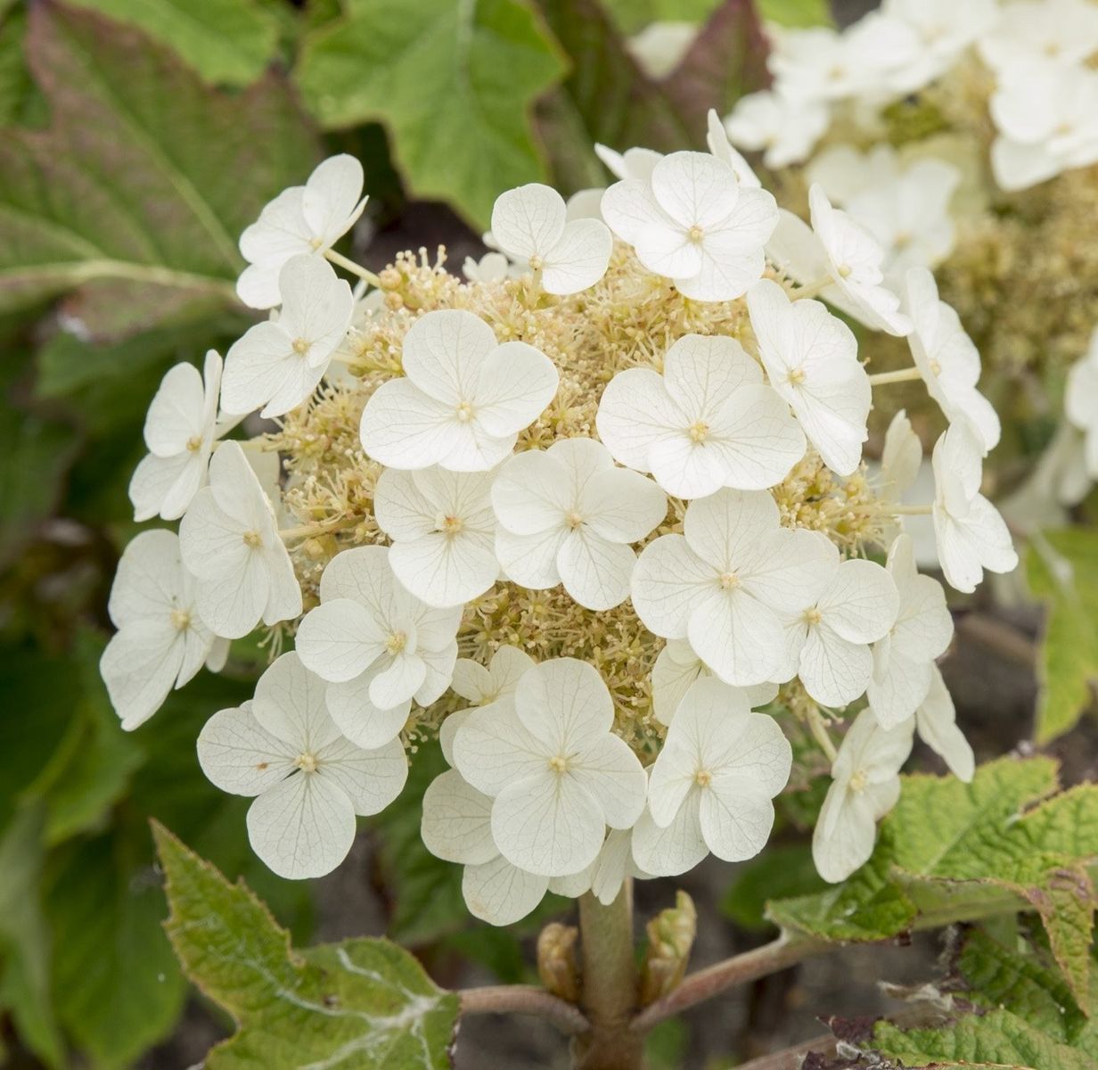 Hydrangea quercifolia 'Ruby Slippers' — Plant Wholesale FlorAccess