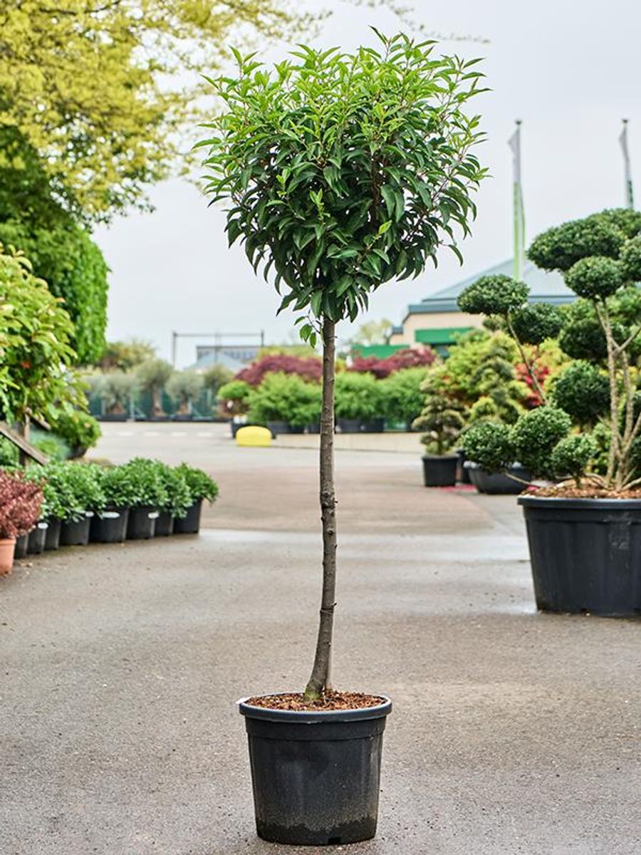 Prunus lusitanica 'Angustifolia' — Plant Wholesale FlorAccess
