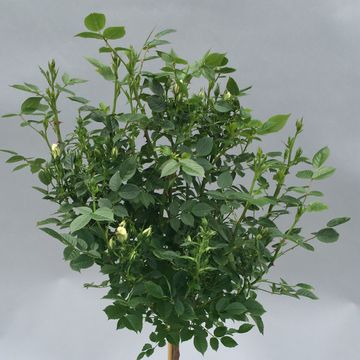 Rosa MIX — Plant Wholesale FlorAccess