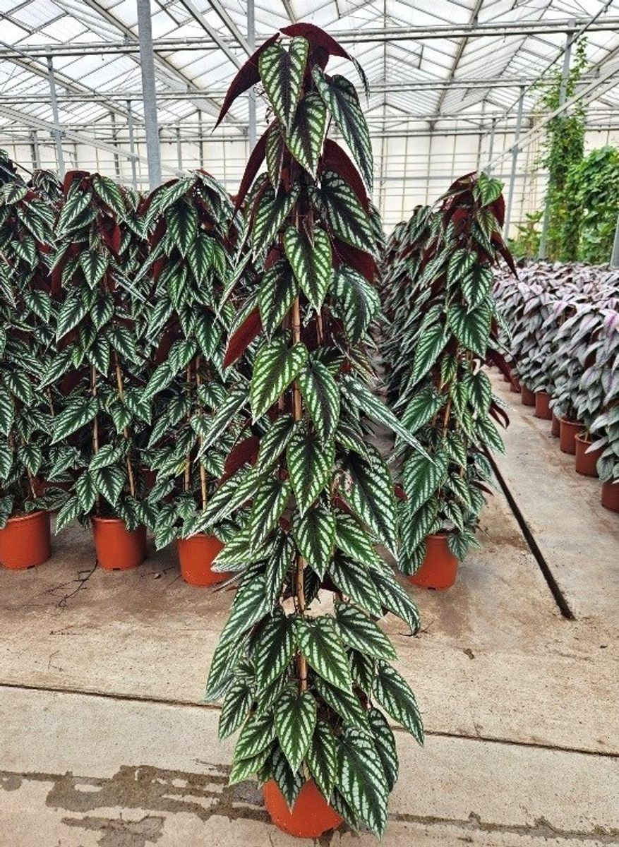 Cissus discolor — Plant Wholesale FlorAccess
