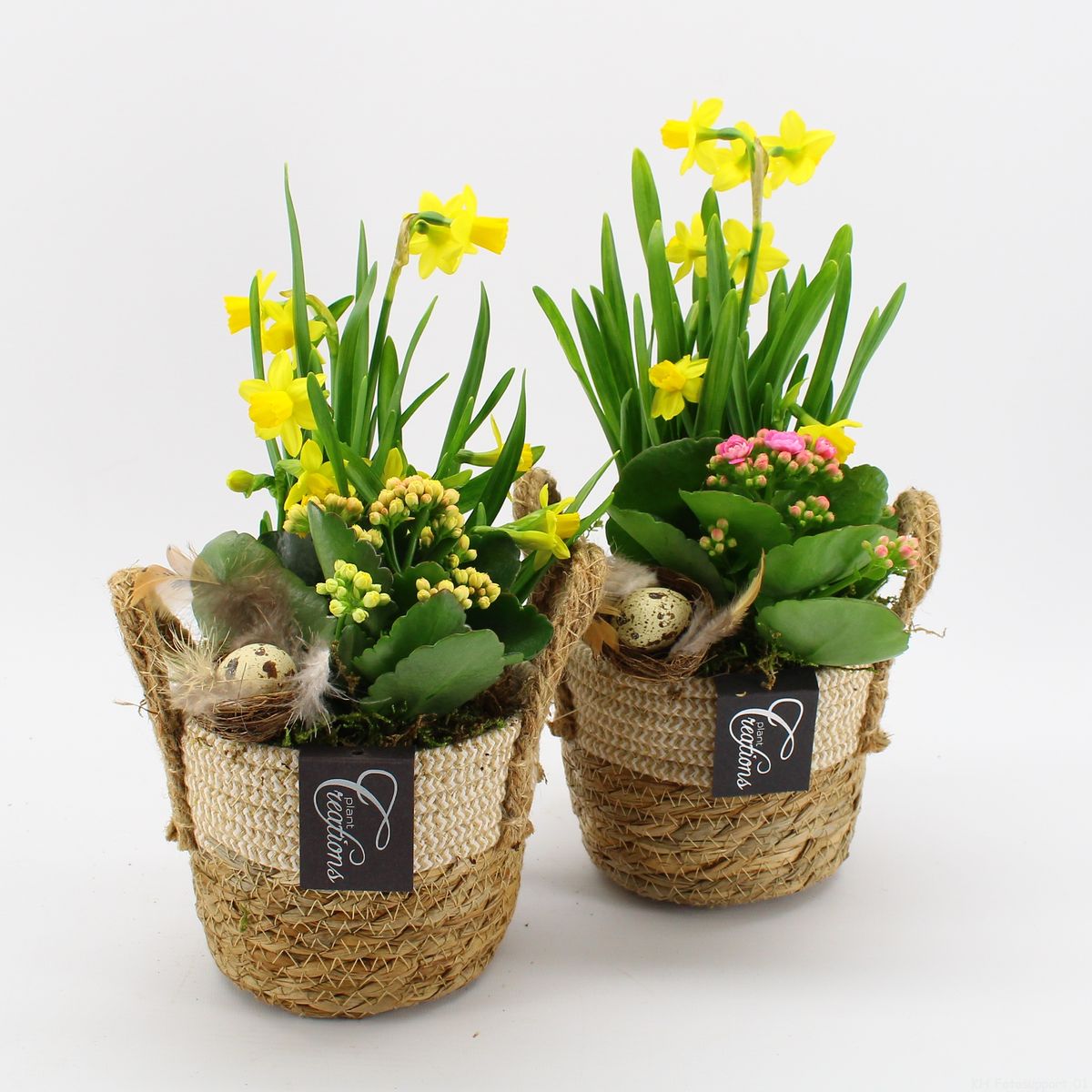 Arrangement Easter — Plant Wholesale FlorAccess