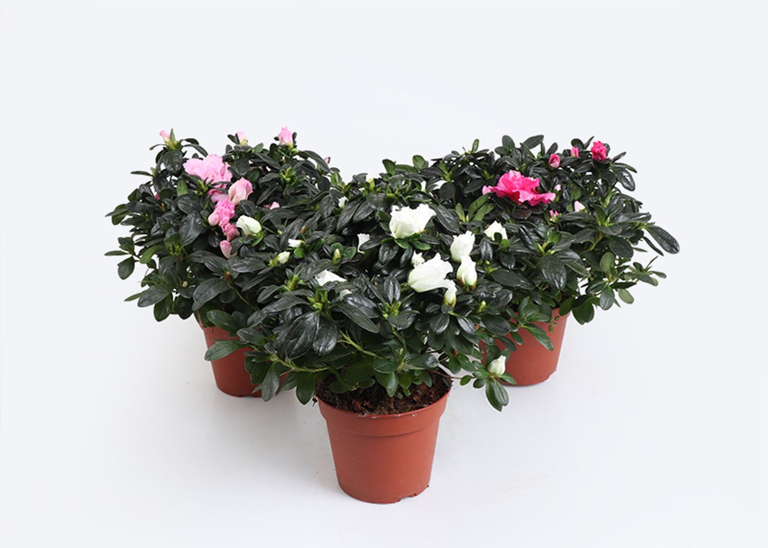 Rhododendron AZALEA MIX — Plant Wholesale FlorAccess