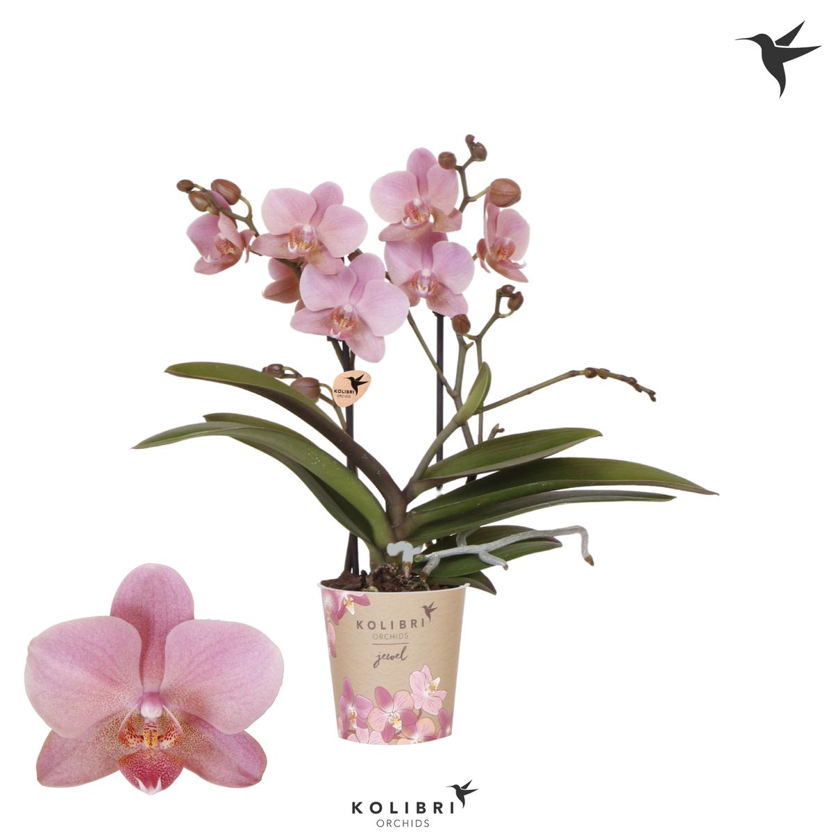 Phalaenopsis ANTHURA TREVISO — Plant Wholesale FlorAccess