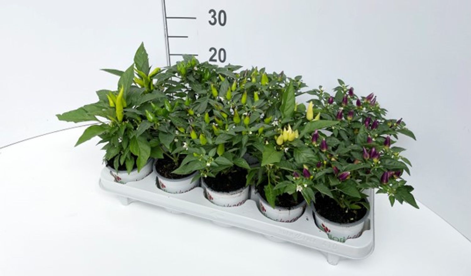 Capsicum annuum ACAPULCO MIX — Plant Wholesale FlorAccess