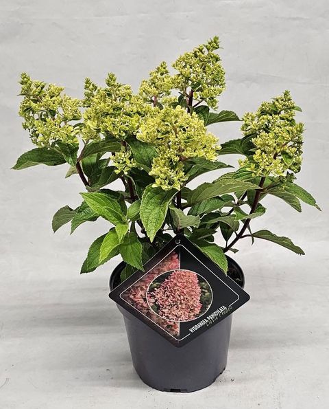 Hydrangea paniculata LITTLE FRESCO — Plant Wholesale FlorAccess