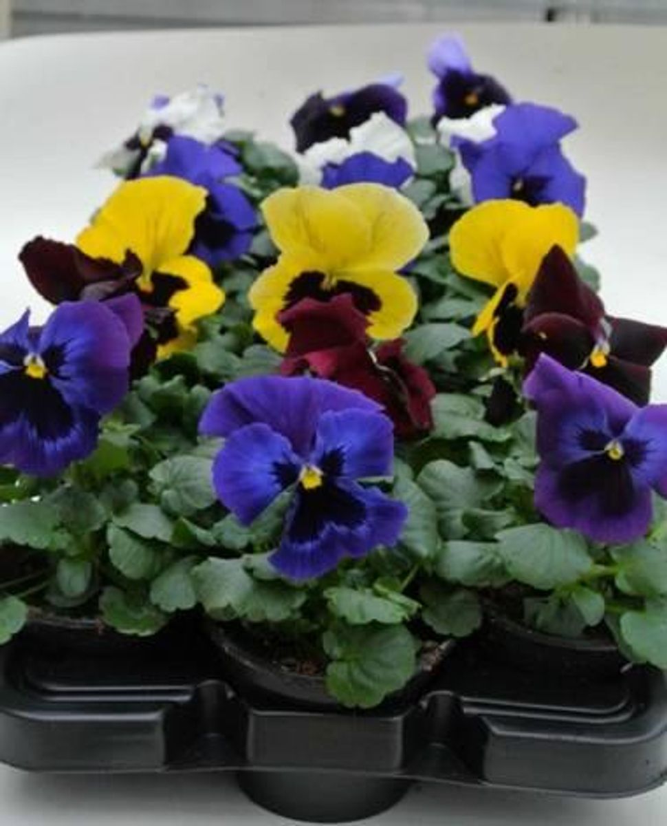 Viola x wittrockiana MIX — Plant Wholesale FlorAccess