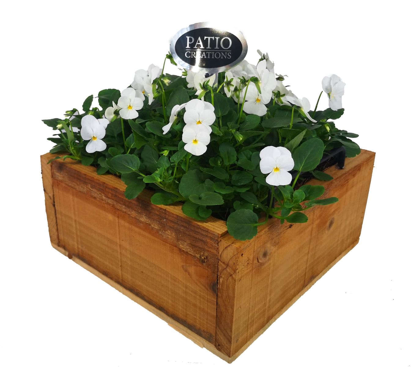Arrangement Viola — Plant Wholesale FlorAccess